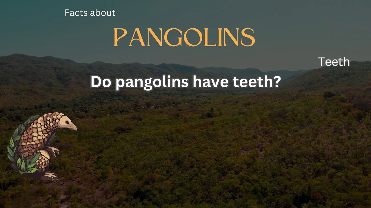 Pangolin Fact 14 - Do pangolins have teeth? - YouTube