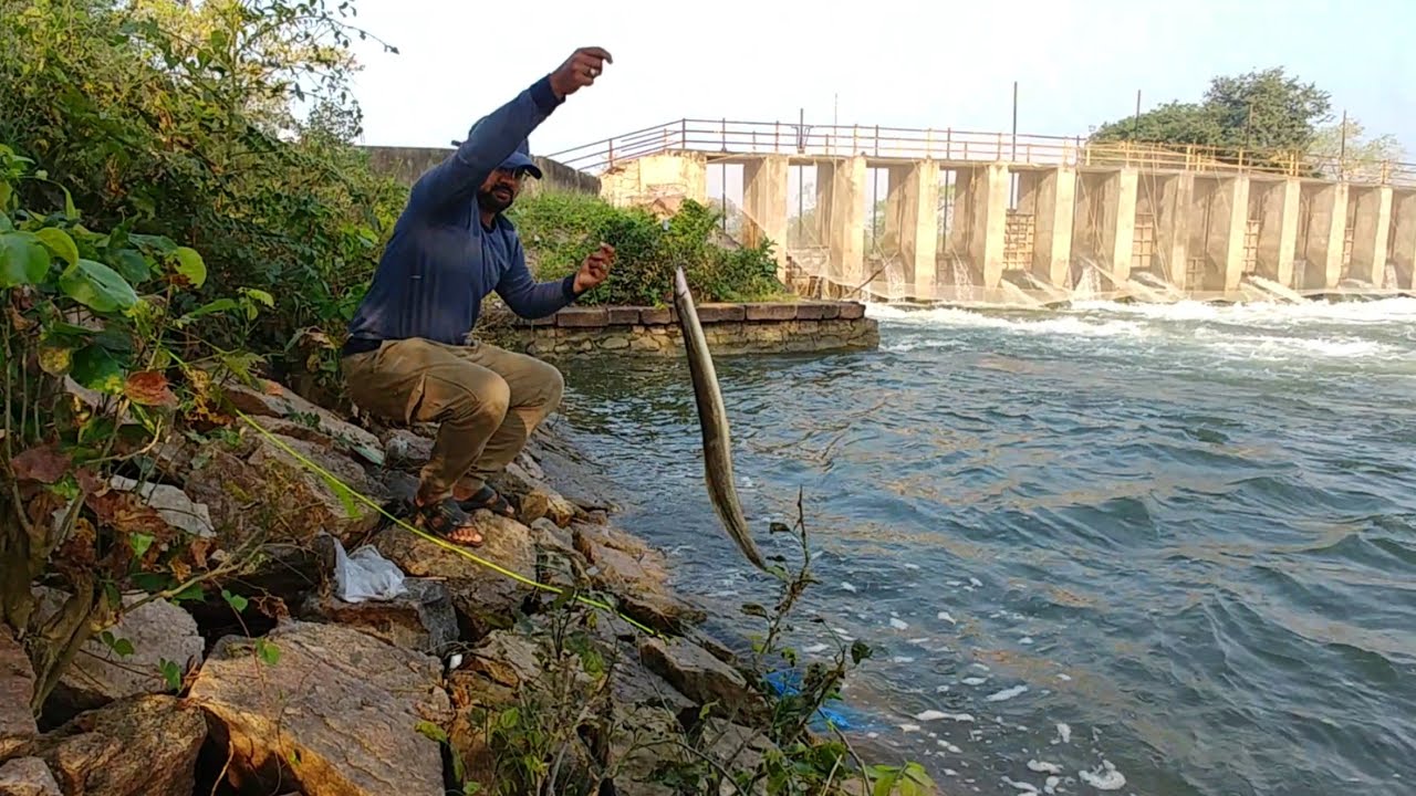 Best Baam fishing|Fishing for The Big baam fish to Catching in Singal ...