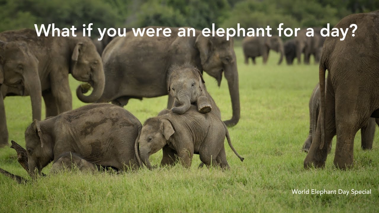 World Elephant Day – A Day in the Life of an Elephant - YouTube