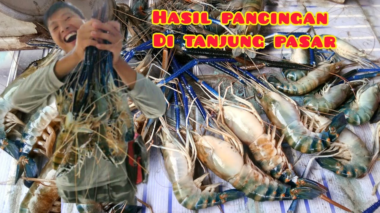 hasil pancingan udang galah di tanjung pasar#ketapang kalbar - YouTube