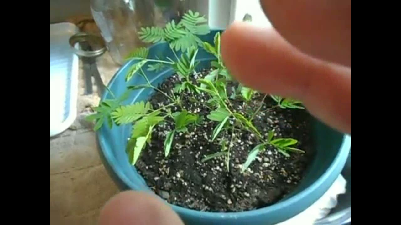 👽Agrokinesis👽 How I Taught Myself To TOUCH Plants Using Telekinesis ...