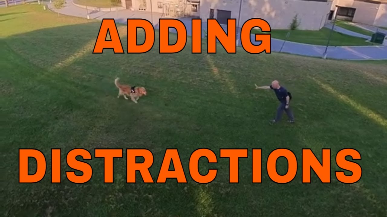 Introducing DISTRACTIONS into your dog training - YouTube