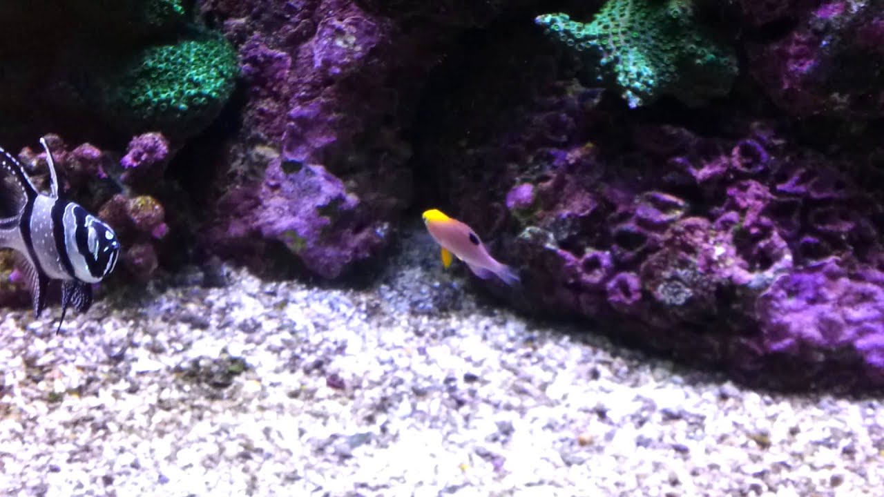 Talbot's damselfish in reef system - YouTube