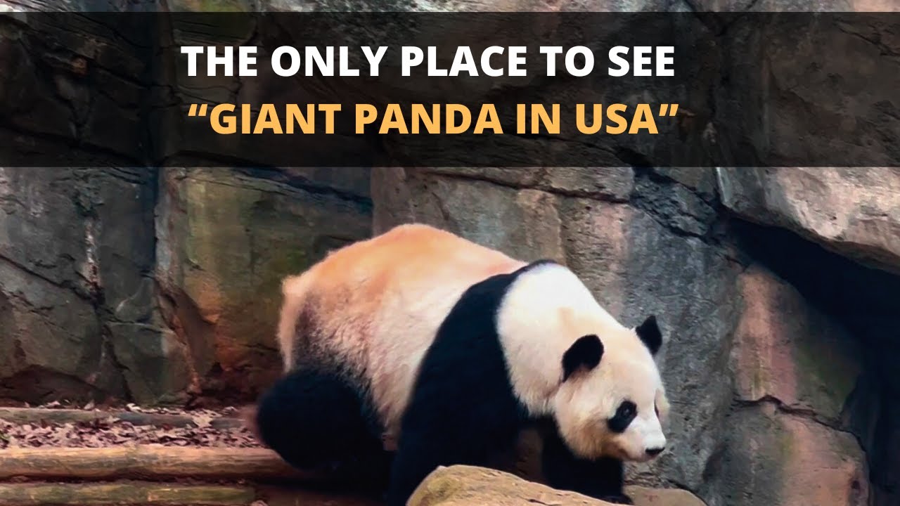 ONLY PLACE TO SEE GIANT PANDA IN USA, ATLANTA ZOO, GEORGIA| PLACES TO ...