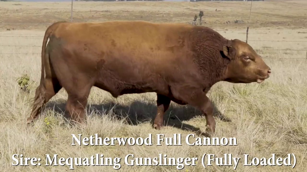 Angus Elite - Full Cannon - YouTube