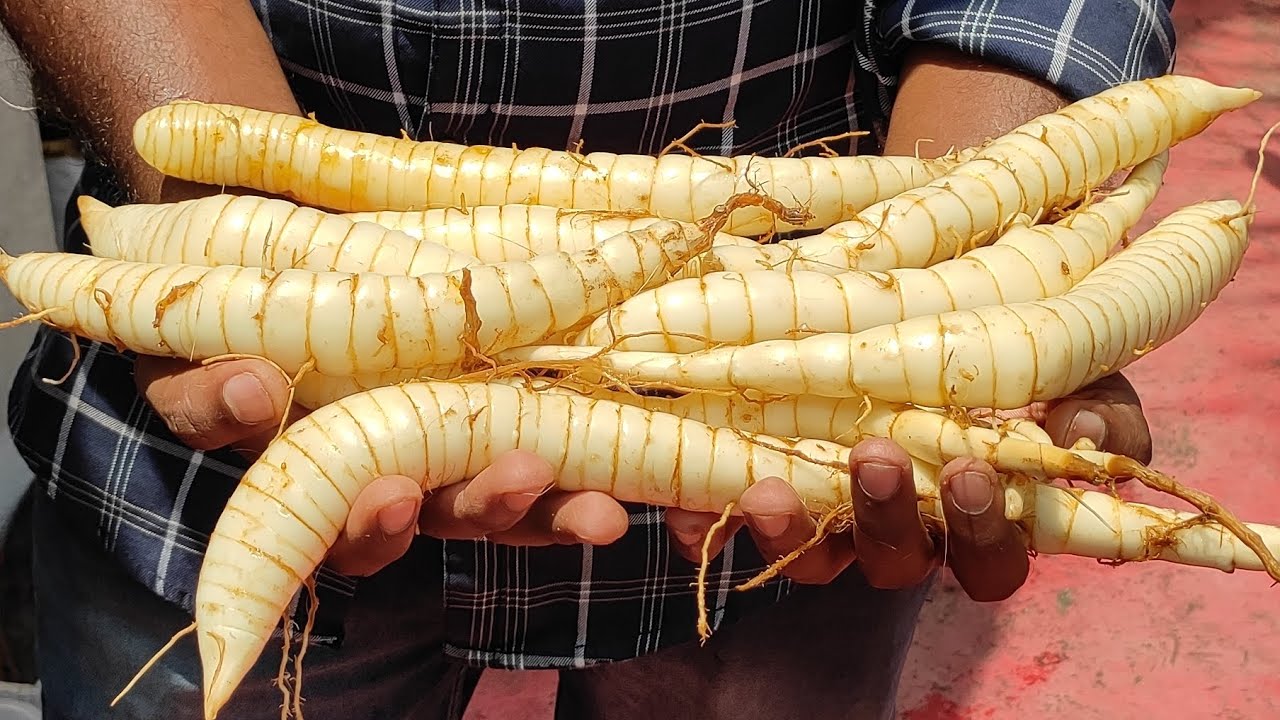 கரவெட்டி கிழங்கு 🌳 | கூகை கிழங்கு | அருரொட்டி கிழங்கு அறுவடை 🥳 ...