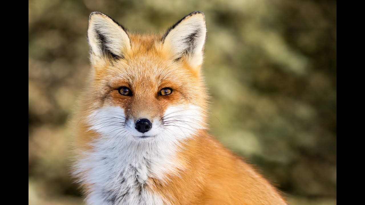 Furry ASMR // Fox Sniffs You (you are smelly) - YouTube