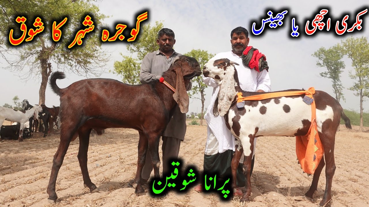 Gojara City Ka Shoka | Shoka Wala Janver - YouTube