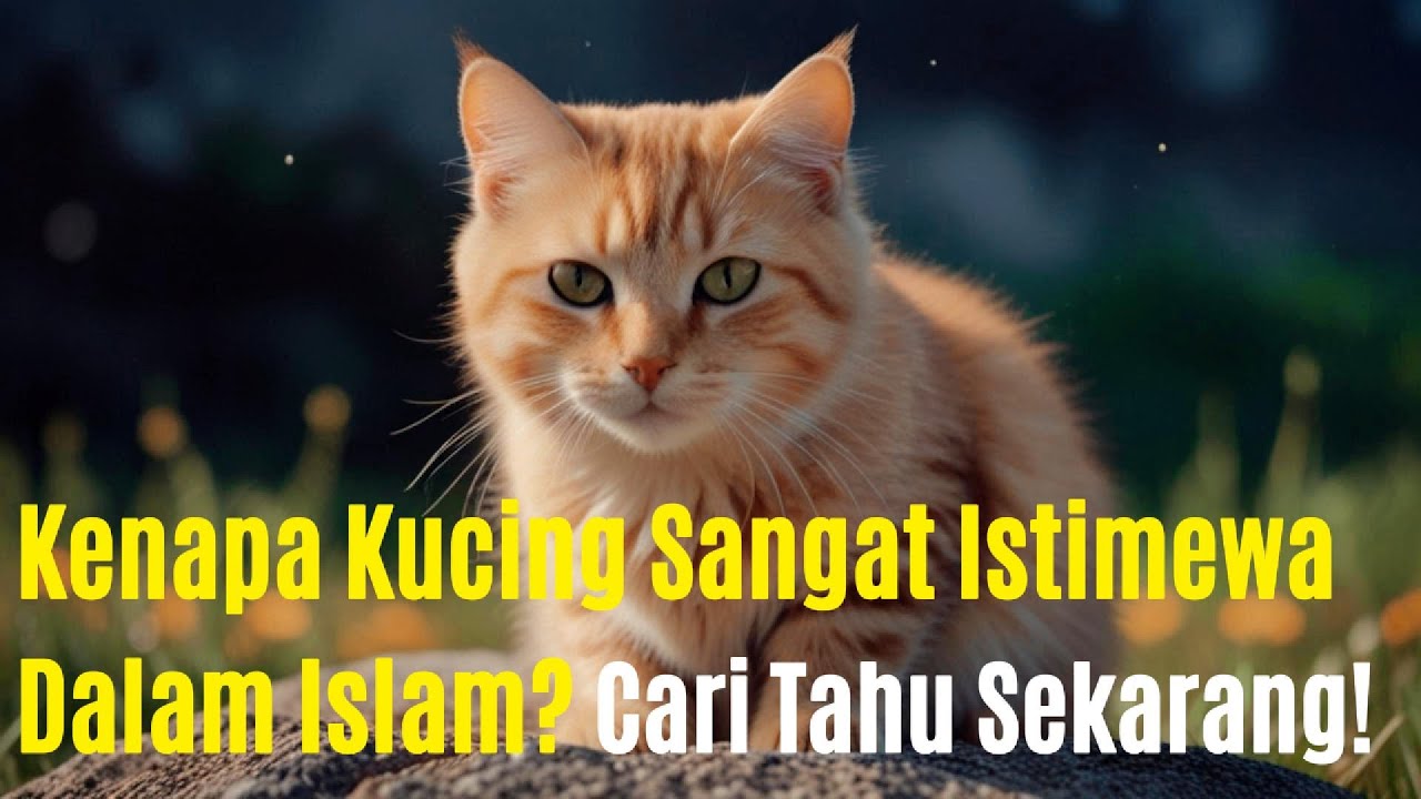 TAHUKAH KALIAN INILAH KEISTIMEWAAN KUCING DALAM ISLAM - YouTube