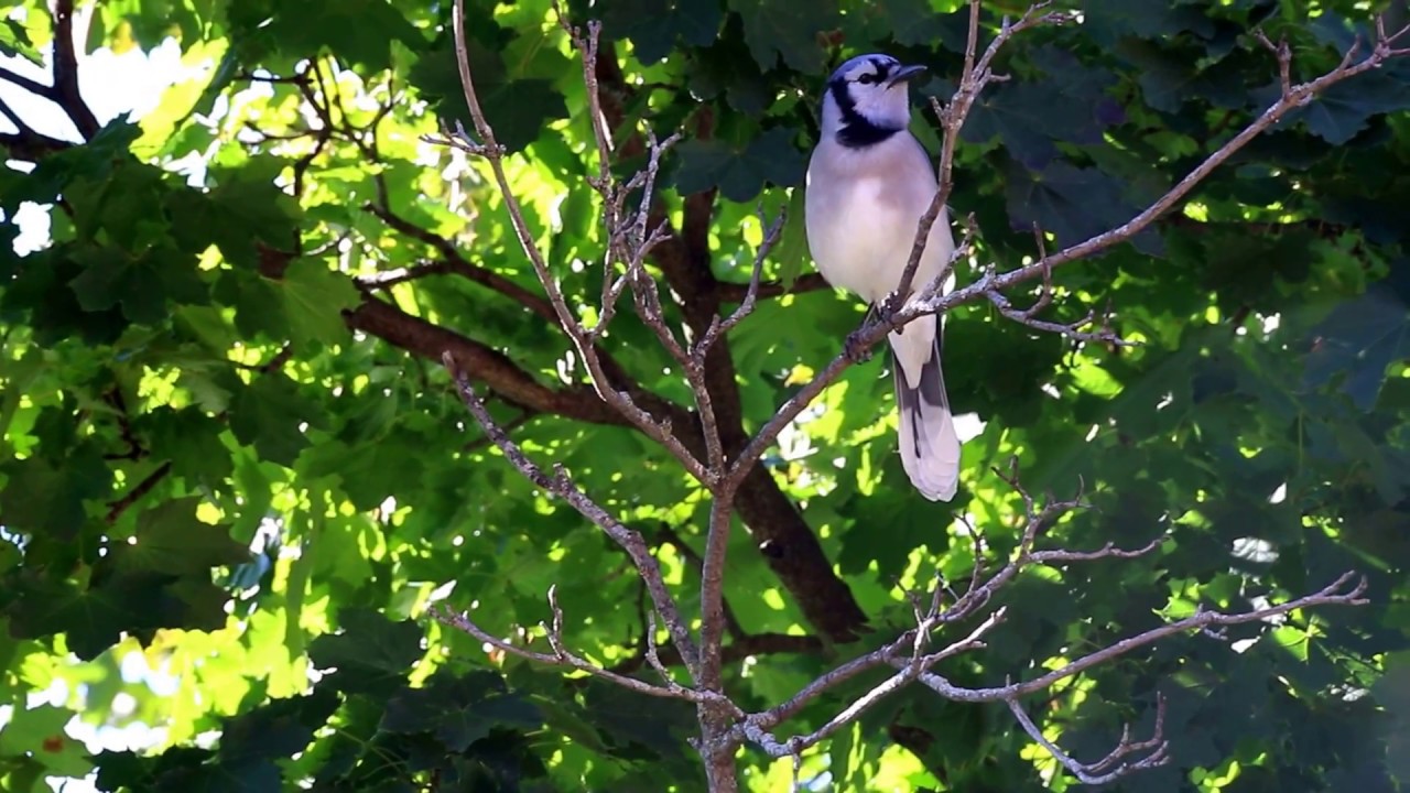 Blue-Jay dance - Intelligent BIRDS, Nature, CANADA - YouTube