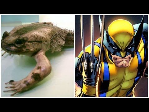 25 Animals That Have SuperHeroes Powers. 25 AMAZING Animal Superpowers ...