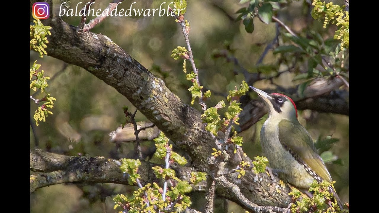 Paxton Pits Nature Reserve - Wildlife Photography - YouTube