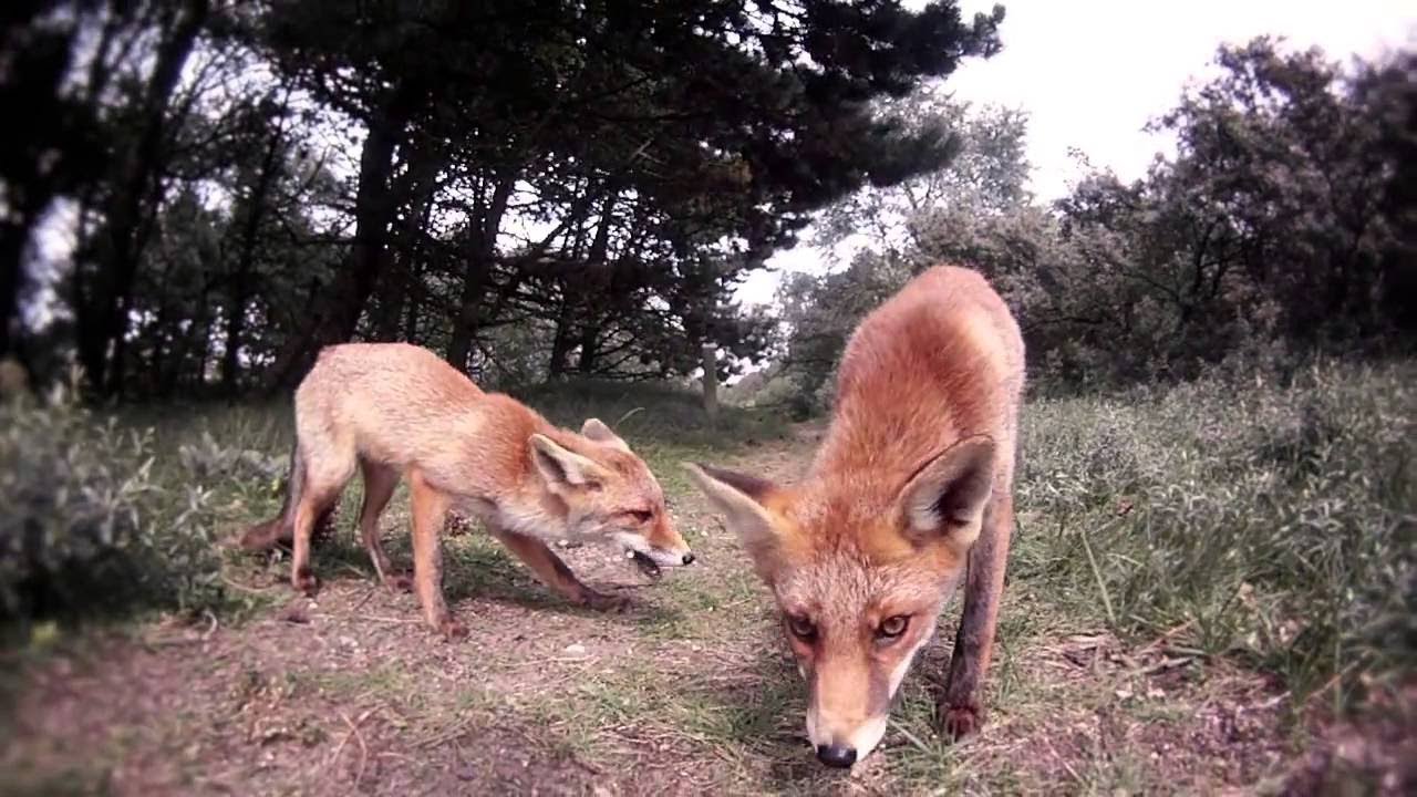 Feeding Wild Foxes || ViralHog - YouTube