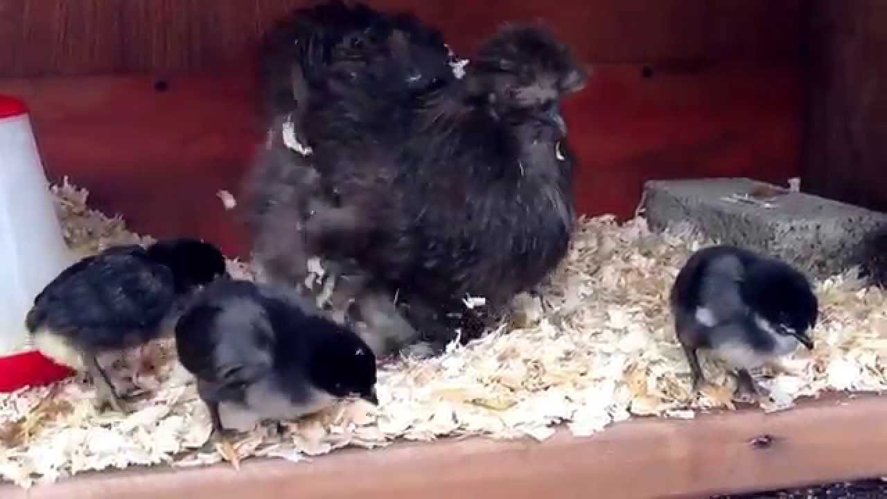 F1 Generation chicks of my Black Dot poultry - YouTube