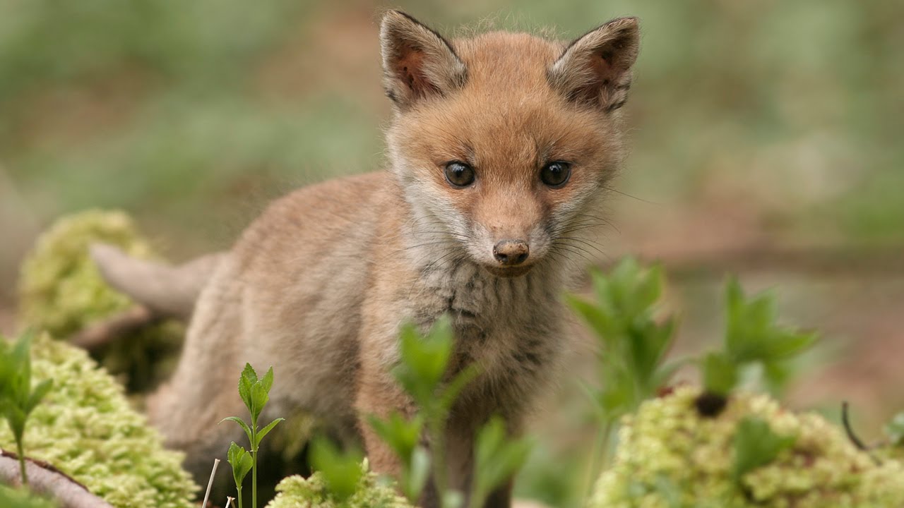 Premiers renardeaux et blaireaux 2014 - YouTube