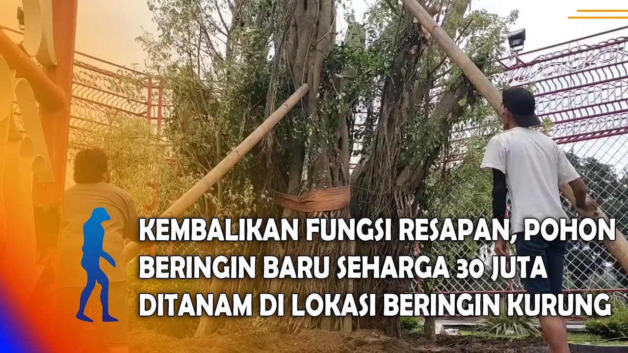 BLITAR - Kembalikan Fungsi Resapan, Pohon Beringin Baru Ditanam Di ...