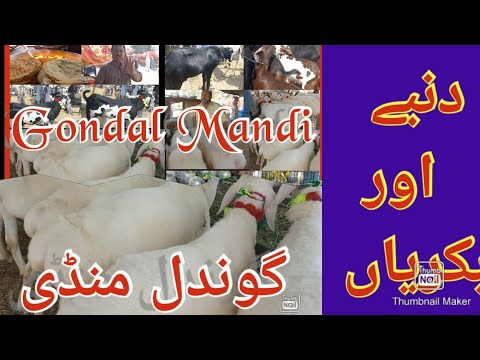 Gondal Mandi Today sheep, goats and food good rates Cattle Mandi Birds ...