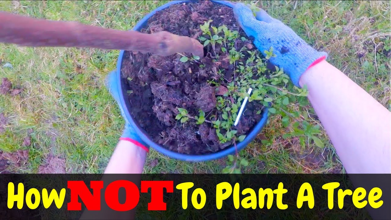 How NOT To Plant A Tree | Tree Planting Fail - YouTube