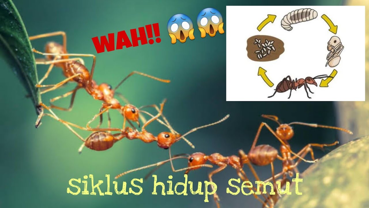 Siklus Hidup Semut | Science Montessori | part 5 Season 6 - YouTube
