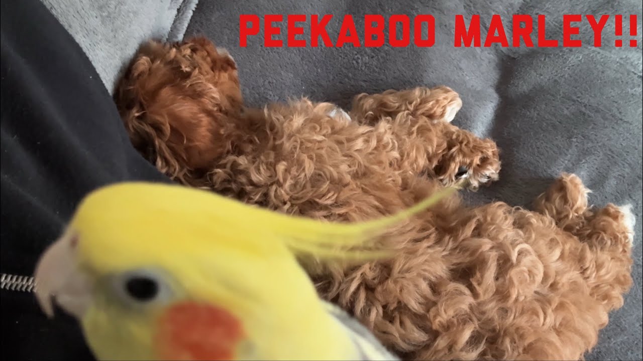 Charlie’s Peekaboo Show... But Puppy Marley’s Totally Unbothered! - YouTube