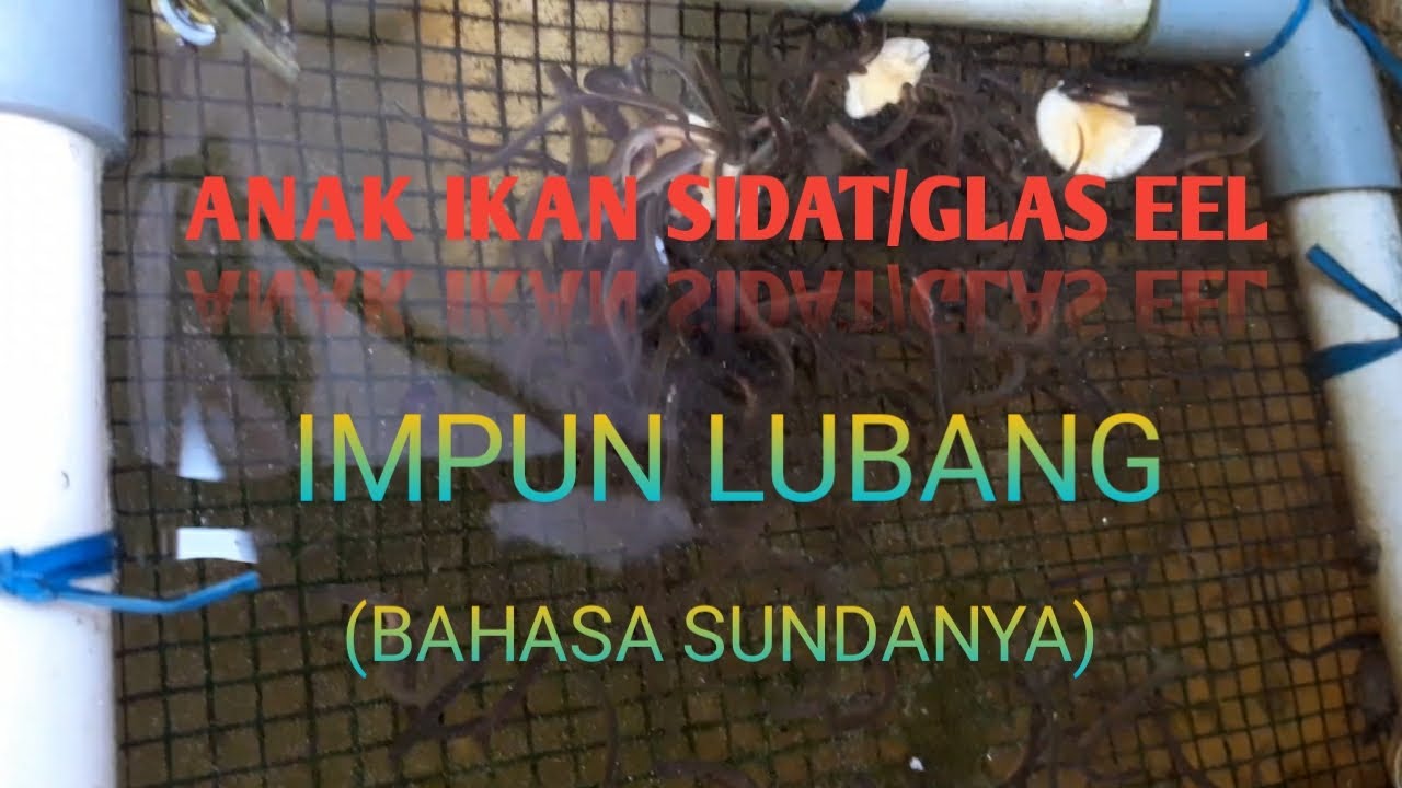budidaya anak ikan sidat/glass eel - YouTube