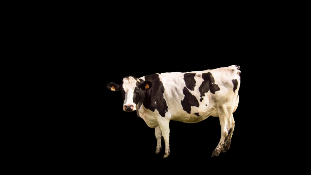 COW - VACA - SOUND EFFECT - YouTube