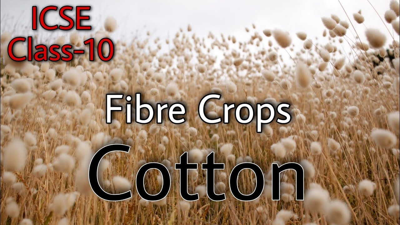Cotton (Agriculture In India -Fibre Crops ) | ICSE Class-10 By Himanshu ...