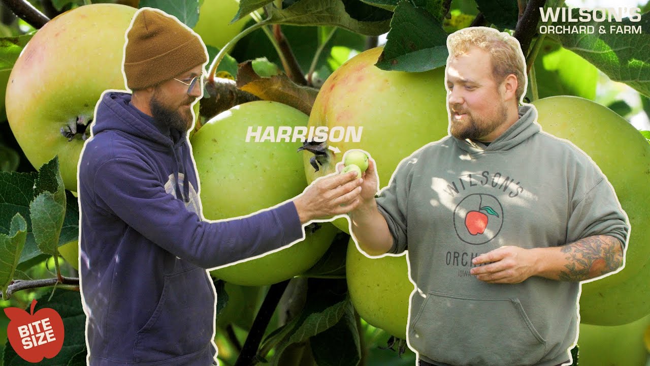Harrison Cider Apples | Bite Size - YouTube