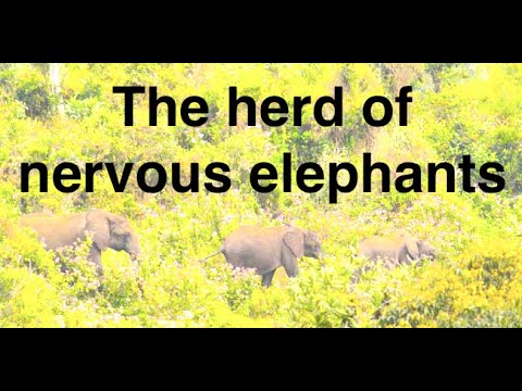 The herd of nervous elephants. - YouTube
