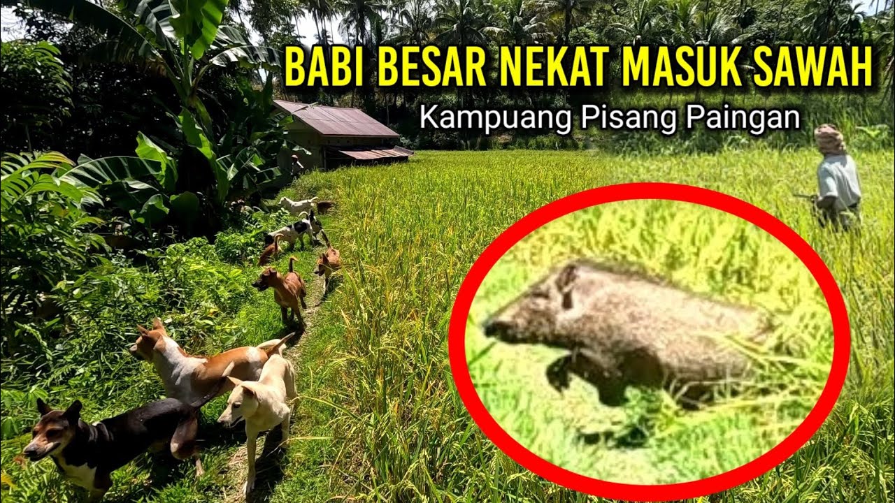 Luar biasa BABI BESAR NEKAT MELINTAS DI SAWAH & Terobos banyak pemburu ...