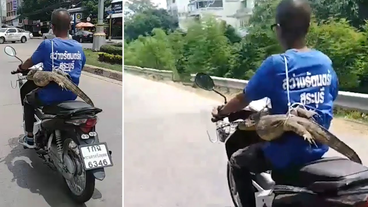 Man Rides Motorcycle While Carrying Monitor Lizard - YouTube