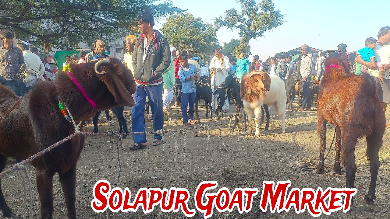Solapur Goat Market Big Goat's In Solapur Bakra Mandi | Live Update ...