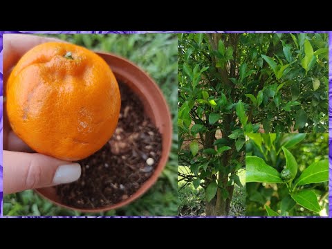 How To Grow a CITRUS NAARTJIE Tree From SEED 🍊 - YouTube