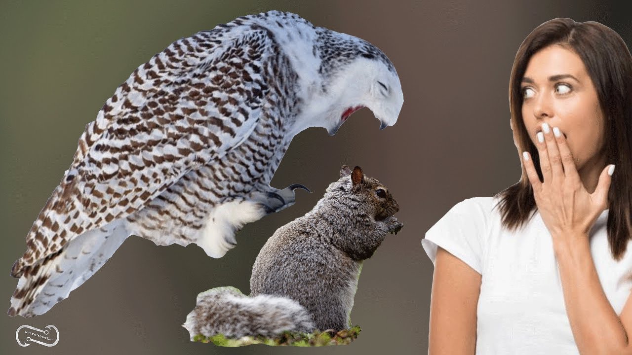 OWL KILLS SQUIRREL GIRL HORRIFIED!!! - YouTube