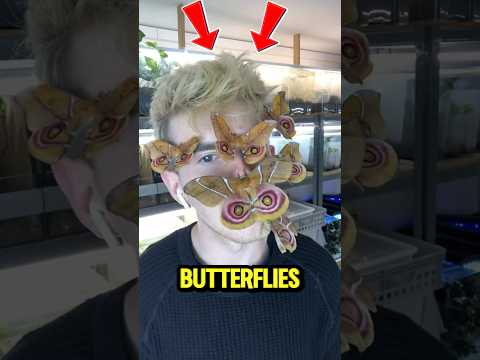 What Is It Called When You Are Scared Of Butterflies