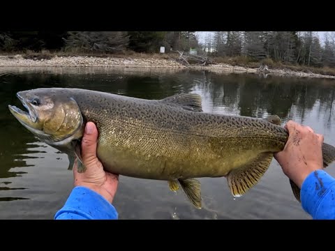 First ever Chinook salmon ever caught with a rod and reel. - YouTube