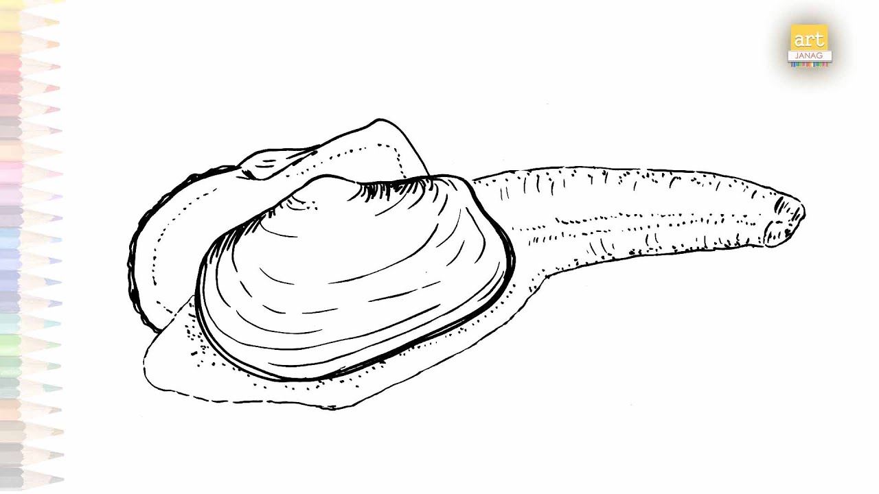 Geoduck clam drawing easy | Ocean creatures sketches | How to draw ...