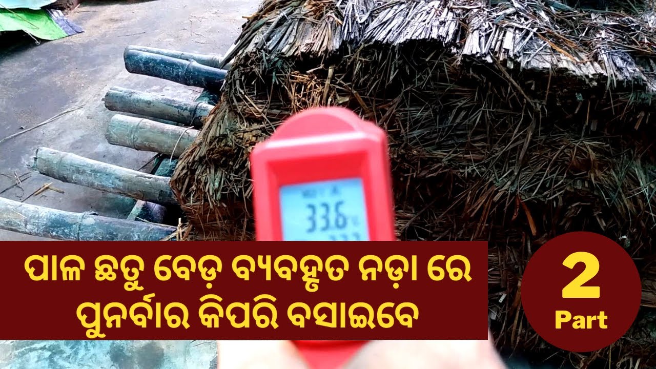 Paddy Straw Mushroom Cultivation Semi Compost Method ( Part 2 ) With ...