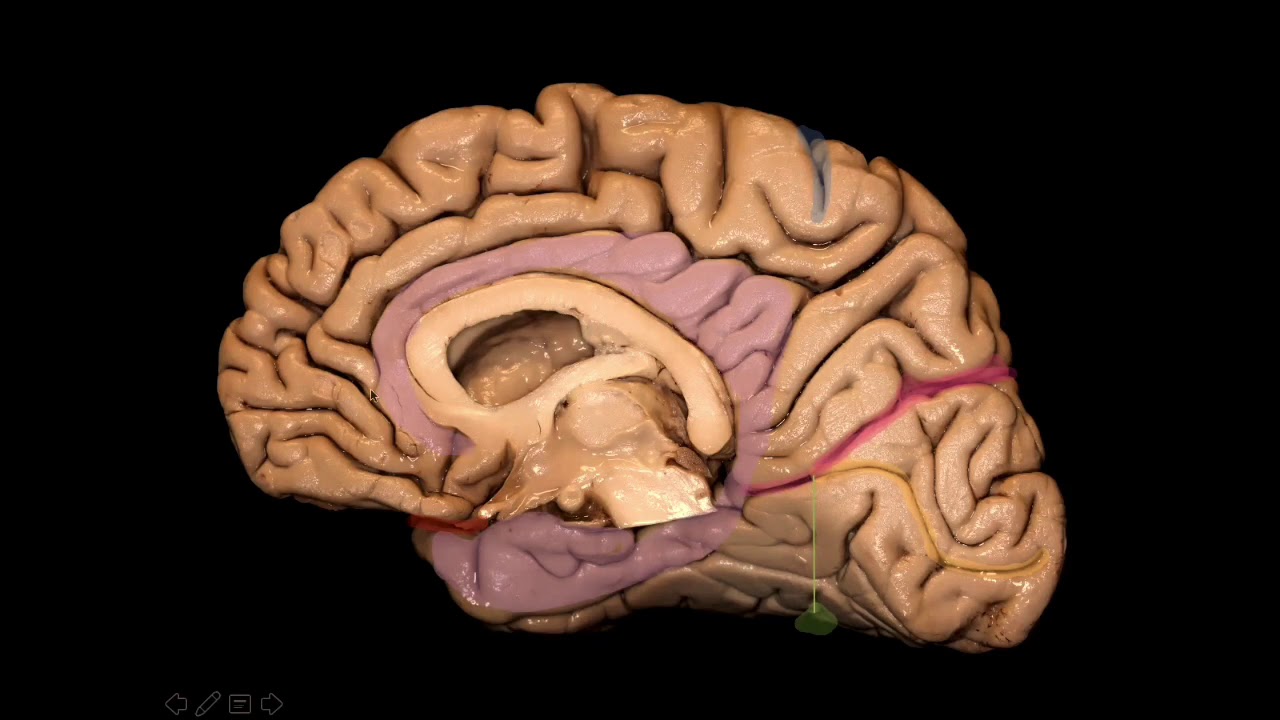 Giros y Surcos: Cara medial. - YouTube