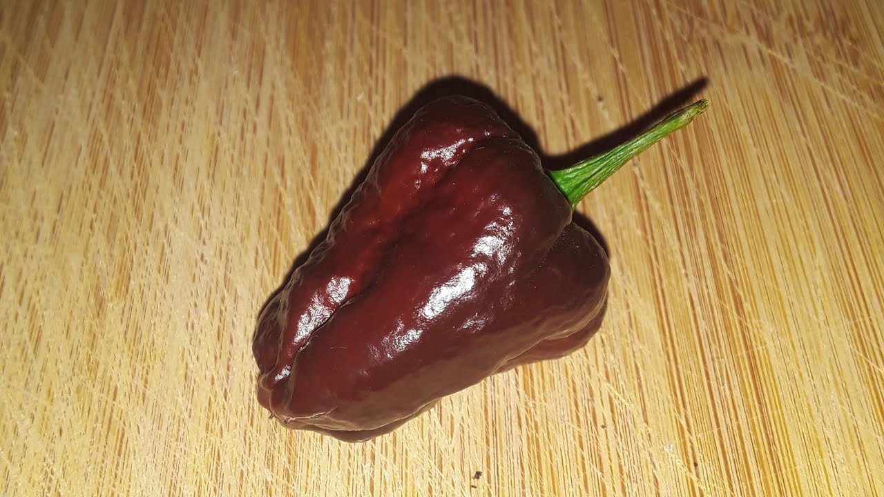 Pepper Review #22 Mustard Ghost(Bhut Jolokia) 1,000,000 shu - YouTube