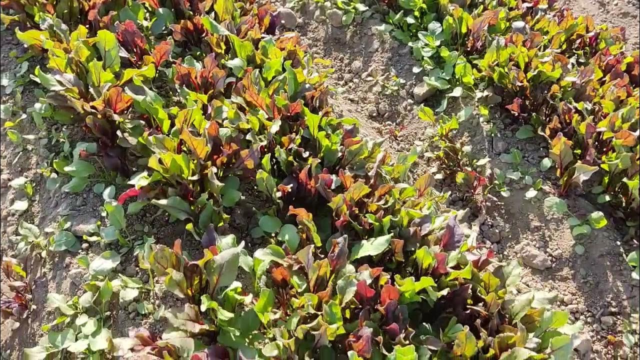 Салат мангольд, шпинат, руккола. Ташкент 2022 осень, контакты в ...