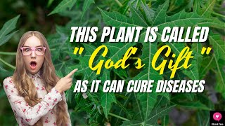 Chaya Leaves -This Plant Is Called “GOD’S GIFT” As It Can CURE DISEASES! | #medicinalplants #herbs