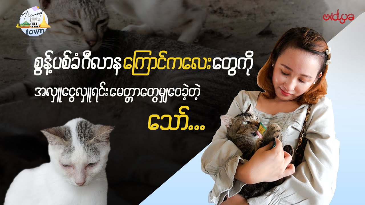 စွန့်ပစ်ခံ ဂီလာန ကြောင်ကလေးတွေကို အလှူငွေလှုရင်း မေတ္တာတွေမျှဝေခဲ့တဲ့