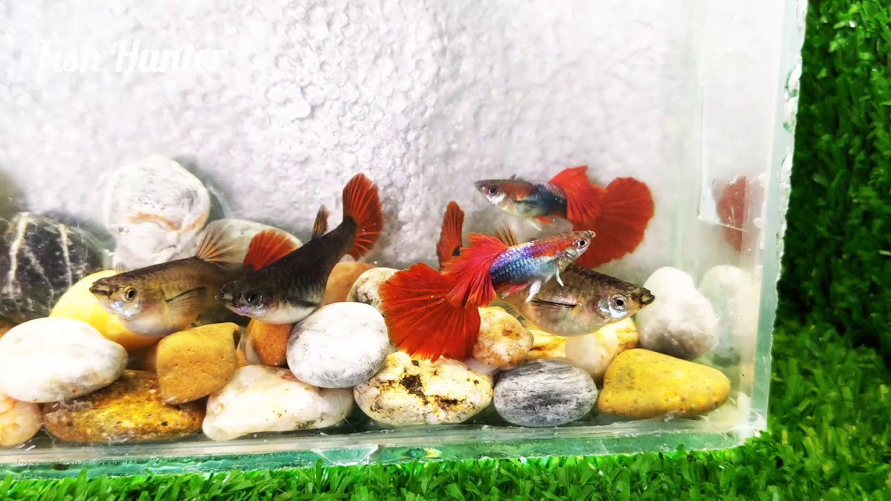 Guppy | HP Rose - YouTube