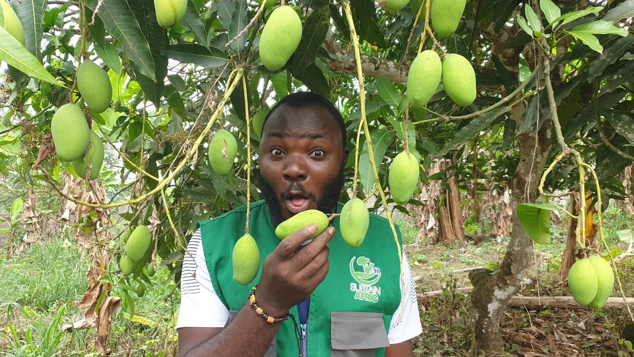 Reasons why you should plant grafted oranges, Fruit tree farming in ...
