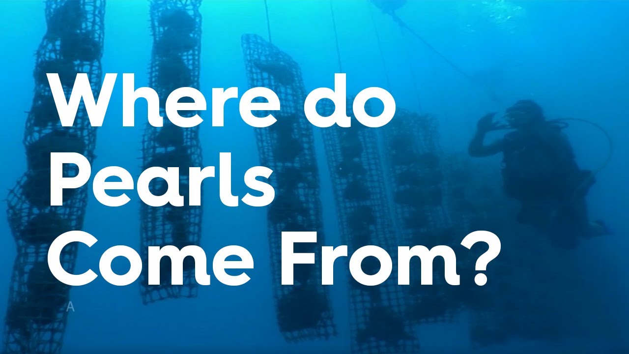 Where do pearls come from? - YouTube