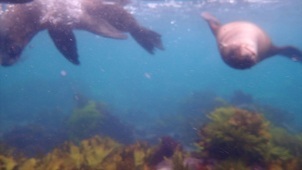 Narooma Seals - YouTube