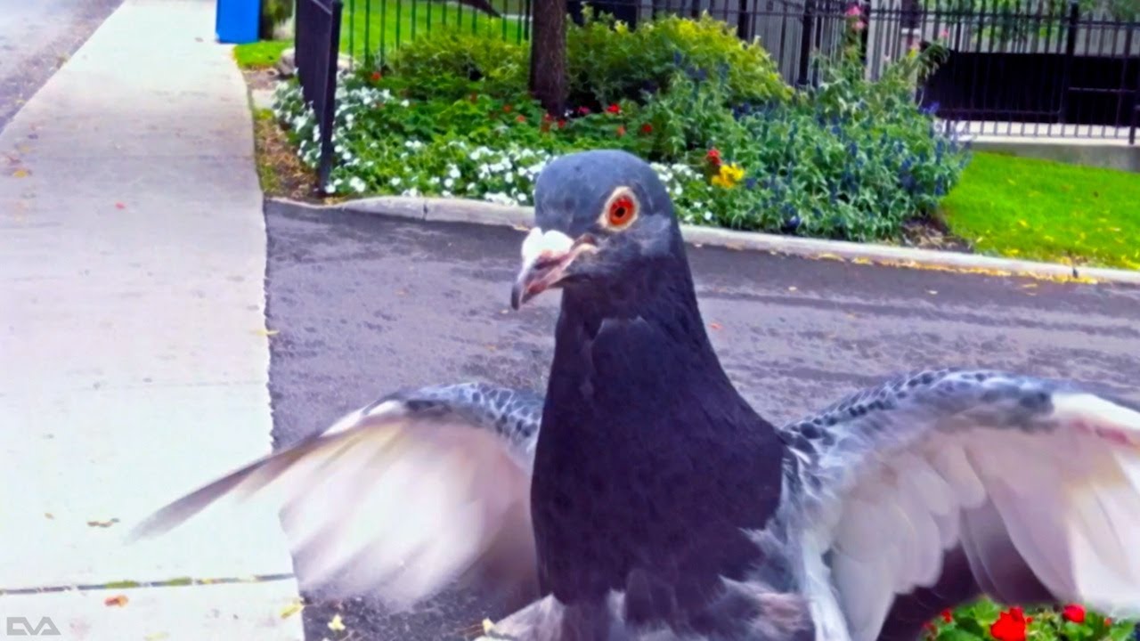 How about a fat pigeon - In 4K - YouTube
