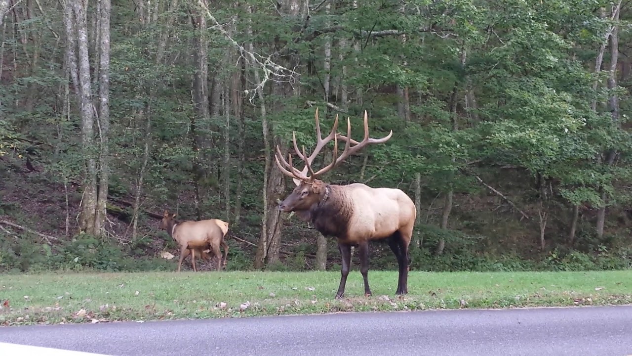 Elk in rut Blue Ridge Parkway Cherokee, NC - YouTube
