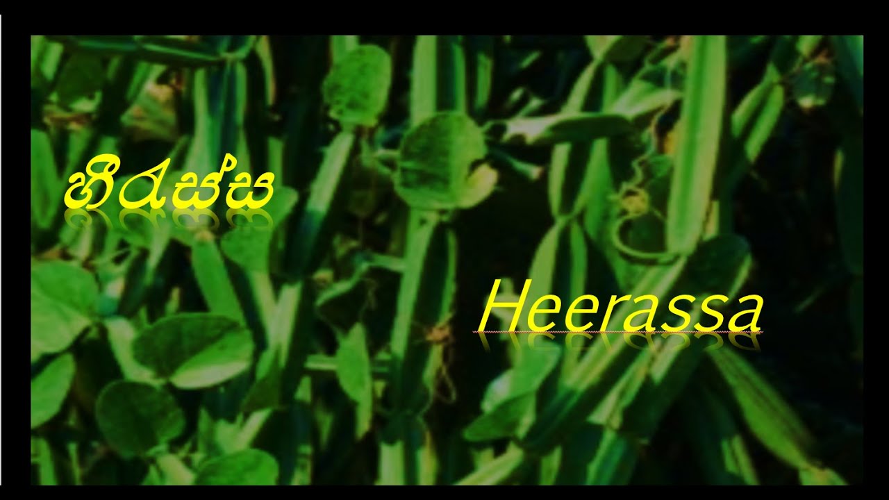 Heerassa හීරැස්ස - YouTube